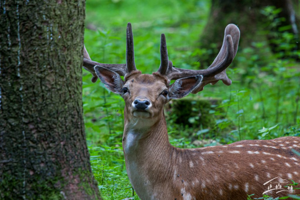 Tiere, Pflanzen – Mutter Natur – Allgäugraphie